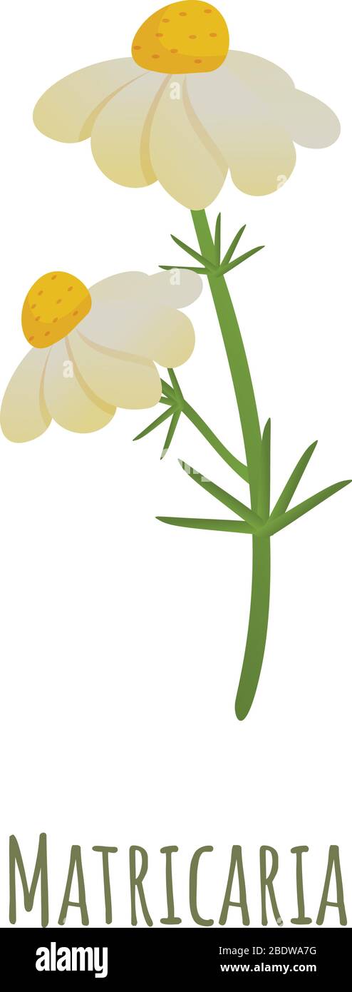 Matricaria chamomile icon. Cartoon of matricaria chamomile vector icon ...