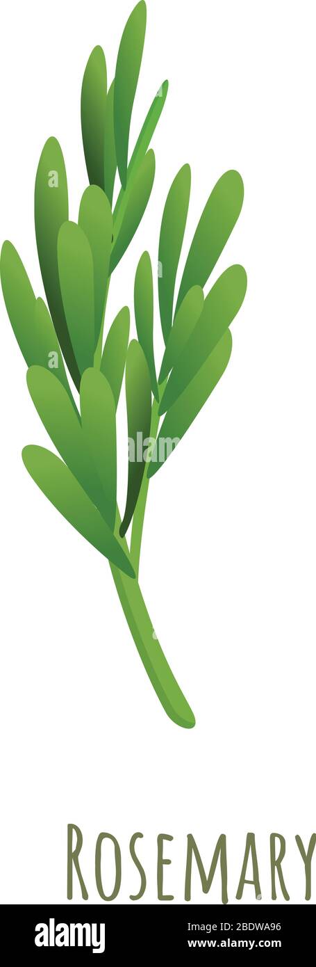 Rosemary plant icon. Cartoon of rosemary plant vector icon for web ...