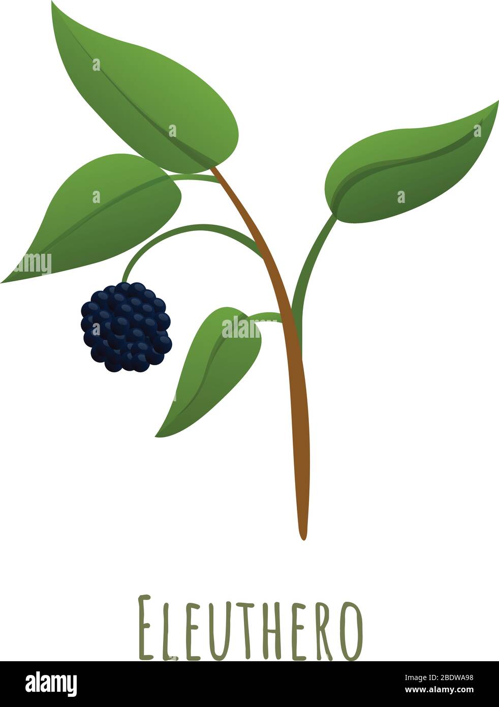 Eleuthero herb icon. Cartoon of eleuthero herb vector icon for web ...