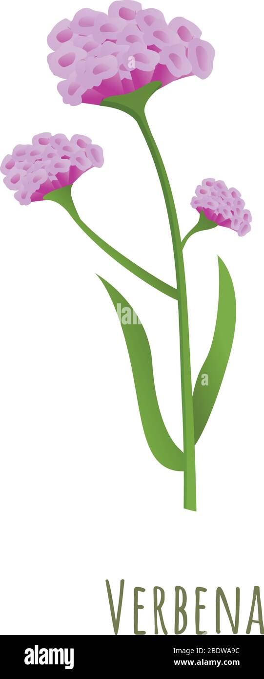 Verbena flower icon. Cartoon of verbena flower vector icon for web ...