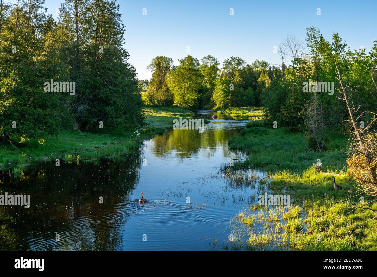 Canadian Cottage country Scene in summer Stock Photo - Alamy
