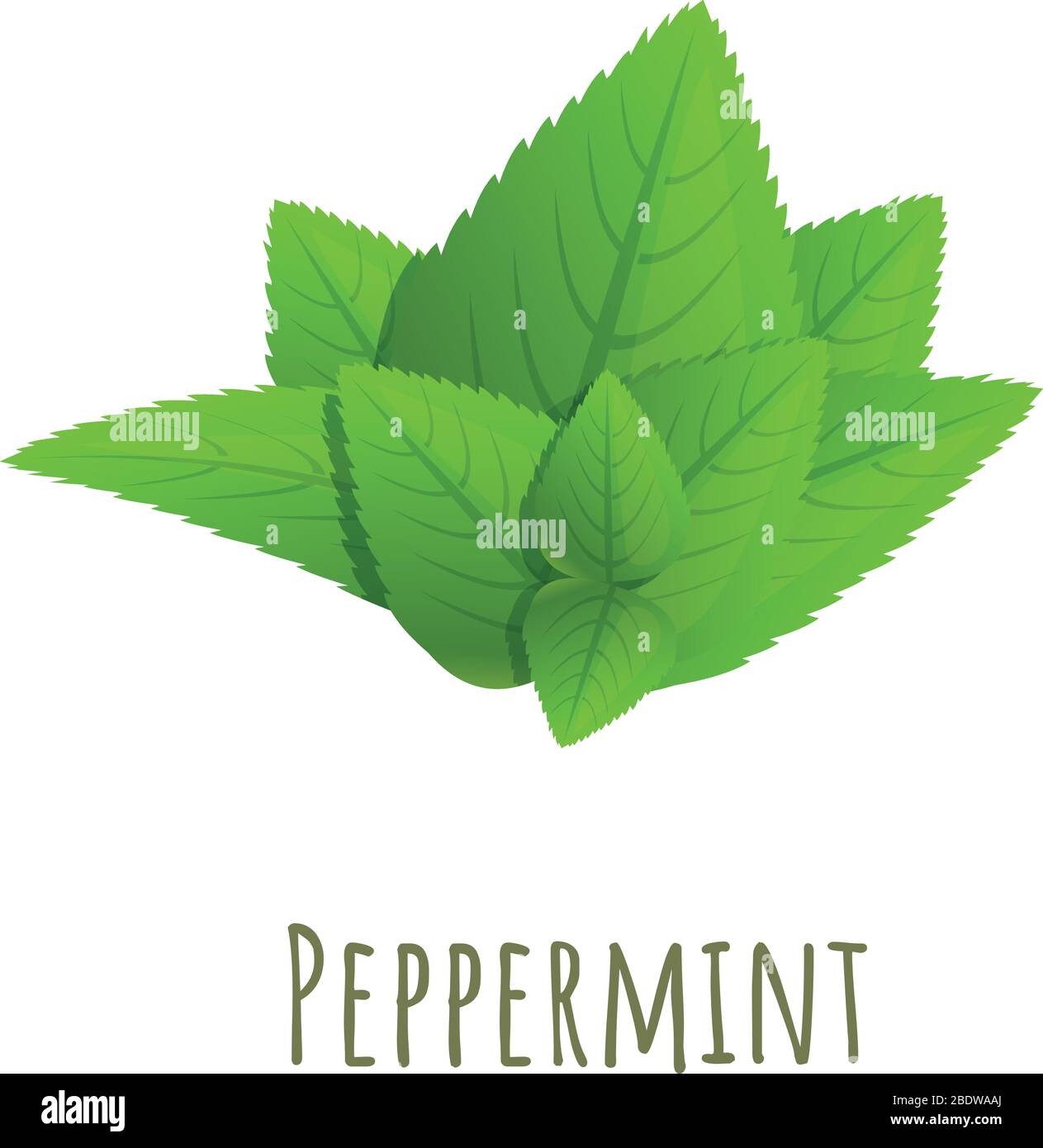 Peppermint leaf icon. Cartoon of peppermint leaf vector icon for web ...