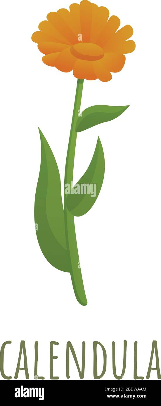 Calendula flower icon. Cartoon of calendula flower vector icon for web ...