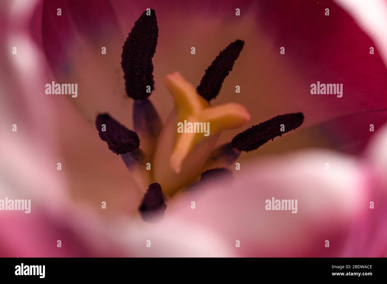 Beautiful tulip flower isolated Stock Photo - Alamy