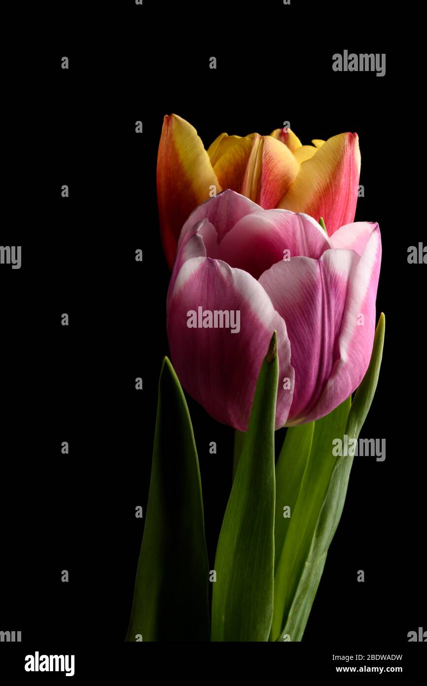 Beautiful tulip flower isolated Stock Photo - Alamy