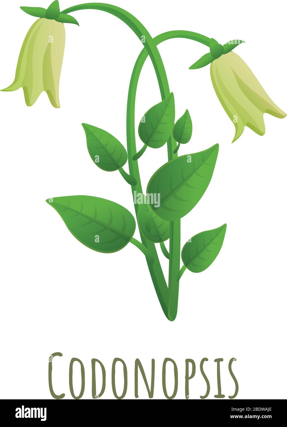 Codonopsis icon. Cartoon of codonopsis vector icon for web design ...