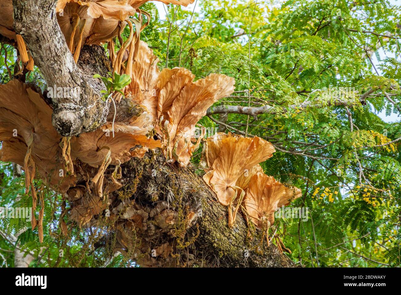 Tree branch with galls and bright green leafs Stock Photo - Alamy