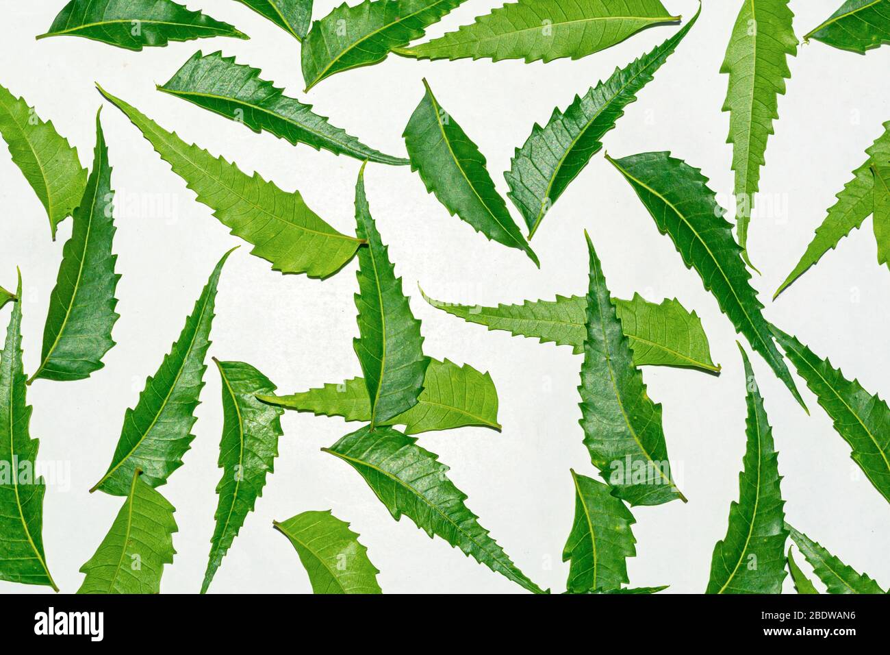 Neem Background High Resolution Stock Photography and Images - Alamy