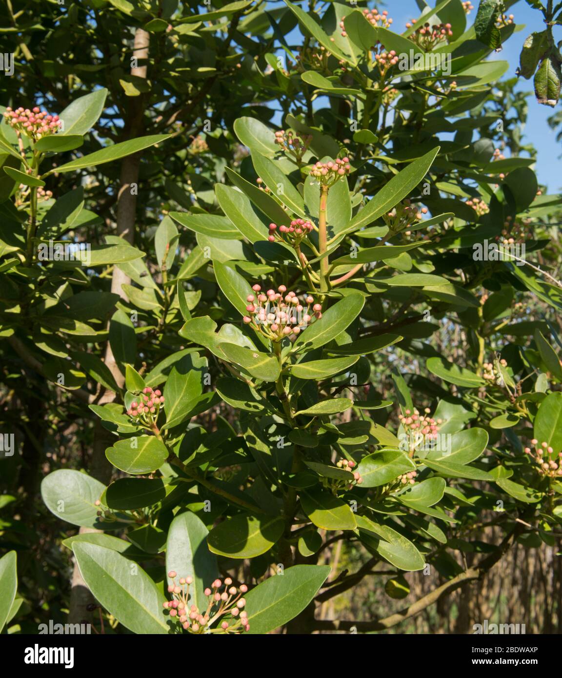 Spring Flowering Evergreen Winter's Bark or Canelo Tree (Drimys winteri ...