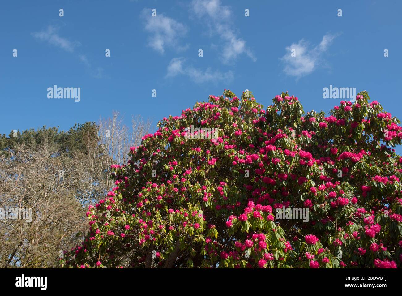 Spring Flowering Bright Red Rhododendron Shrub with a Bright Blue Sky ...