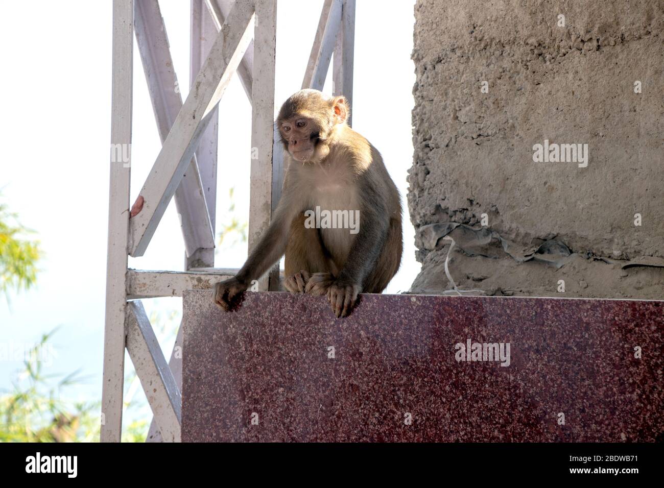 A monkey sitting on house roof Stock Photo - Alamy