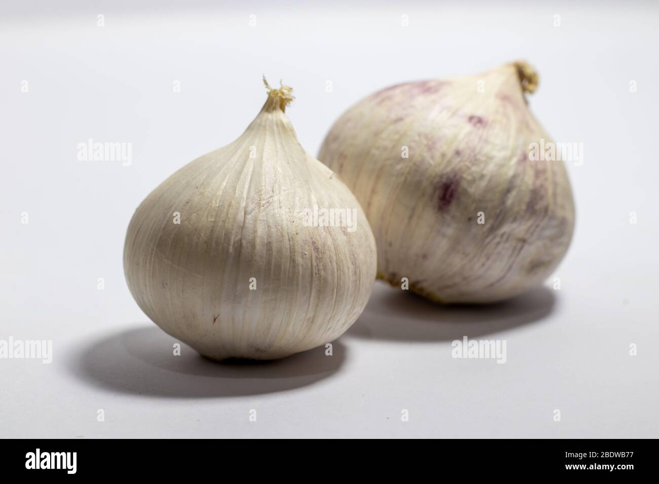 Close-up of garlic, solo type, on a white background Stock Photo - Alamy