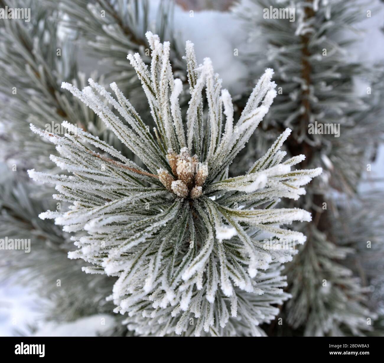 Frost on pine tree hi-res stock photography and images - Alamy
