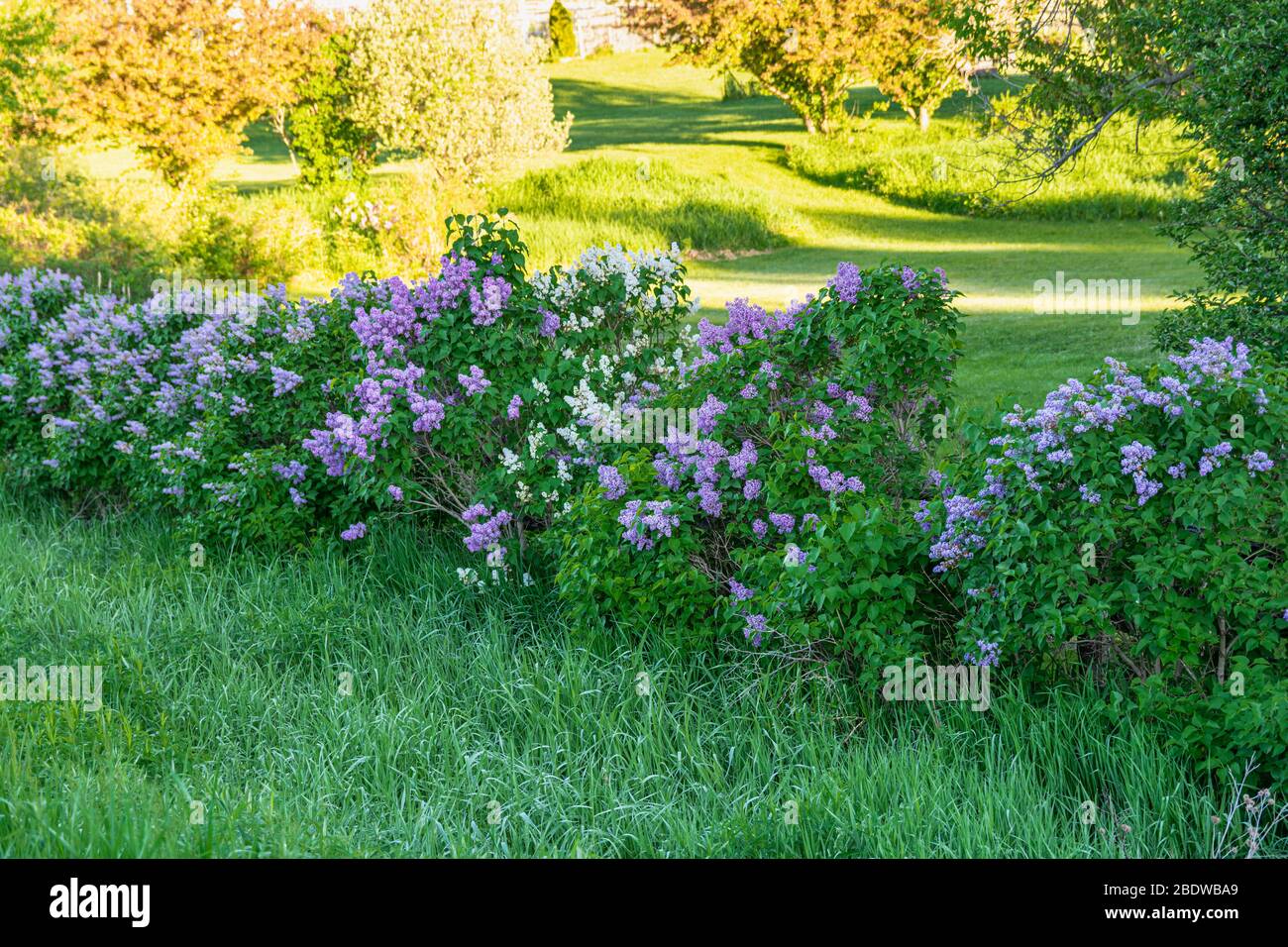 Canadian Cottage country Scene in summer Stock Photo - Alamy