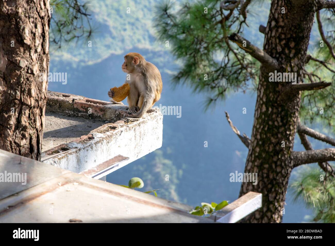 Monkey on a roof top hi-res stock photography and images - Alamy