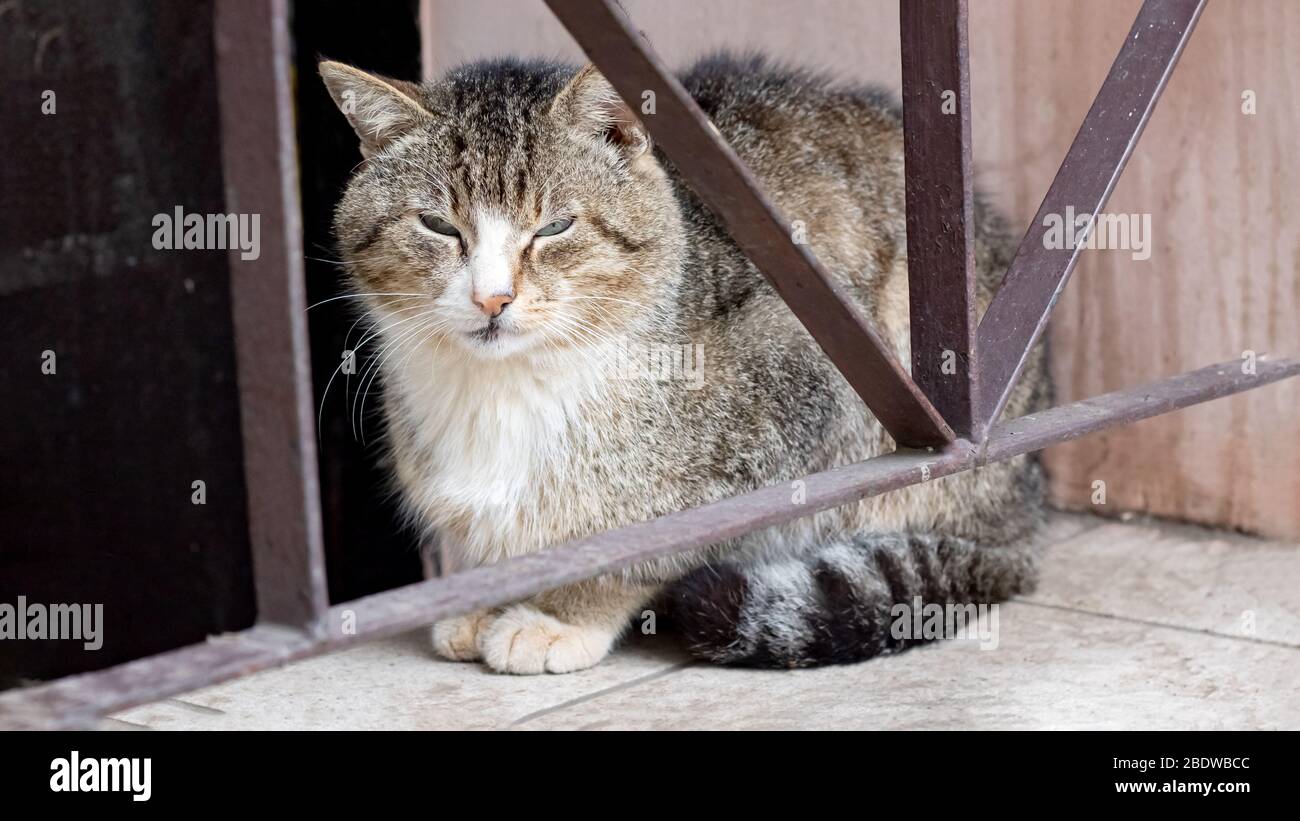 Dirty gray stray cat at the fence Stock Photo - Alamy