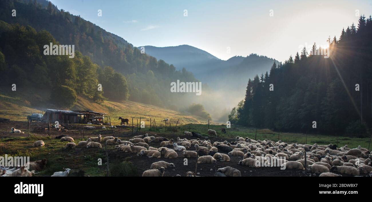 Sheep Fold High Resolution Stock Photography and Images - Alamy