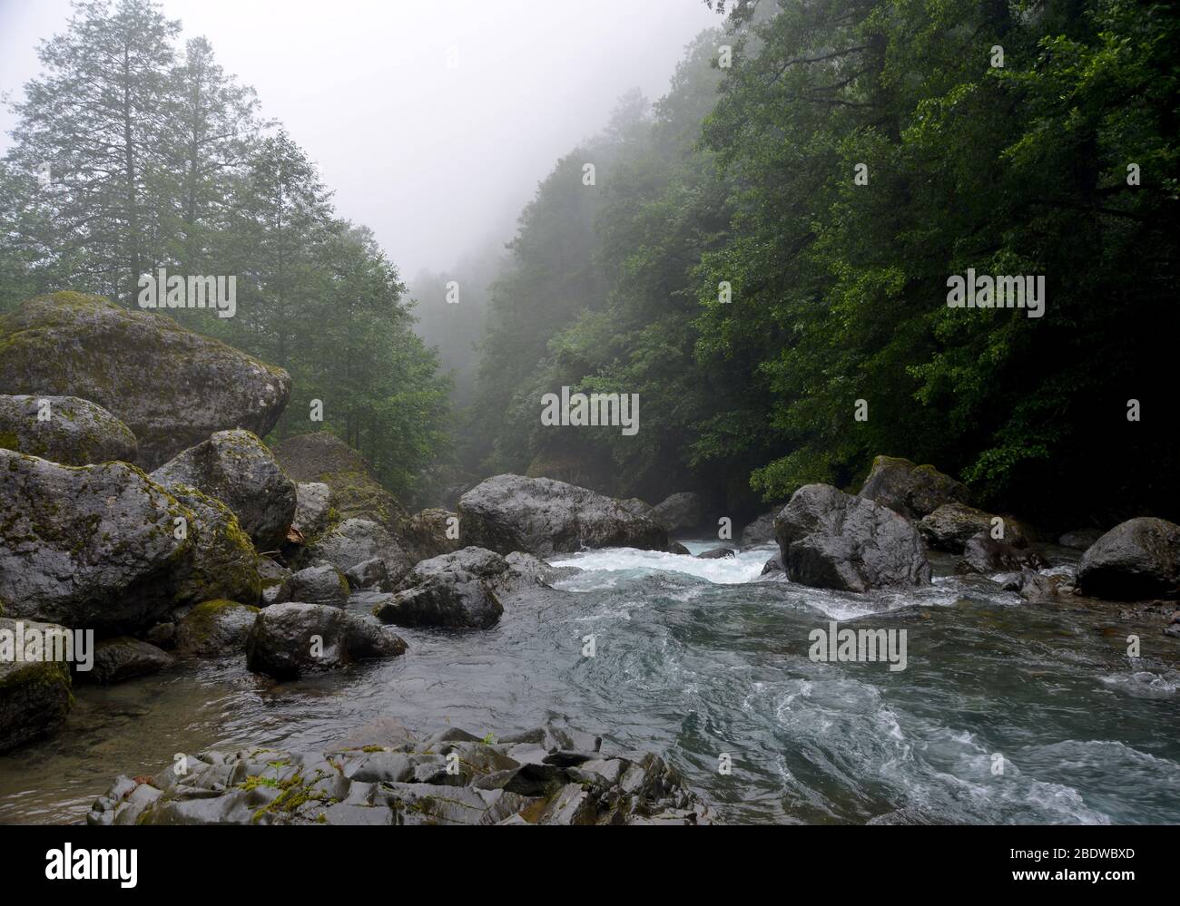 Clear transparent mountain river flows along stones. Green trees ...