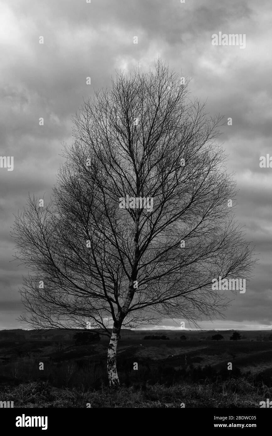 Solitary trees taken in black and white Stock Photo - Alamy