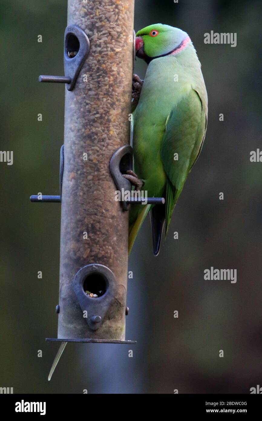 Rose-ringed Parakeets feeding on bird feeder in Kent garden Stock Photo ...