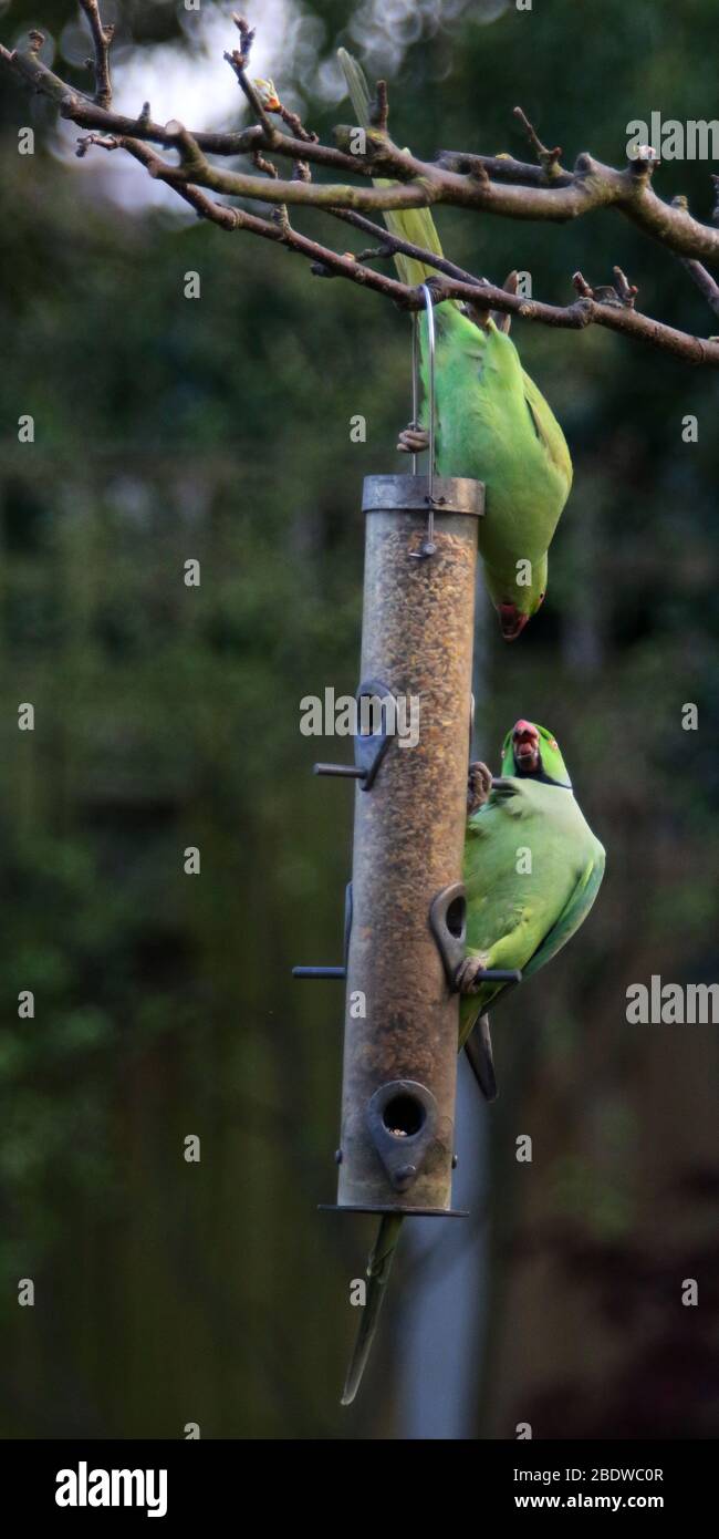 Rose ringed parakeets hi-res stock photography and images - Alamy