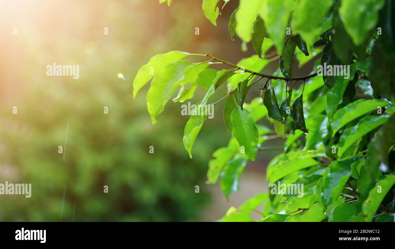 Tree leaves wet after being exposed to rain in the morning, with ...