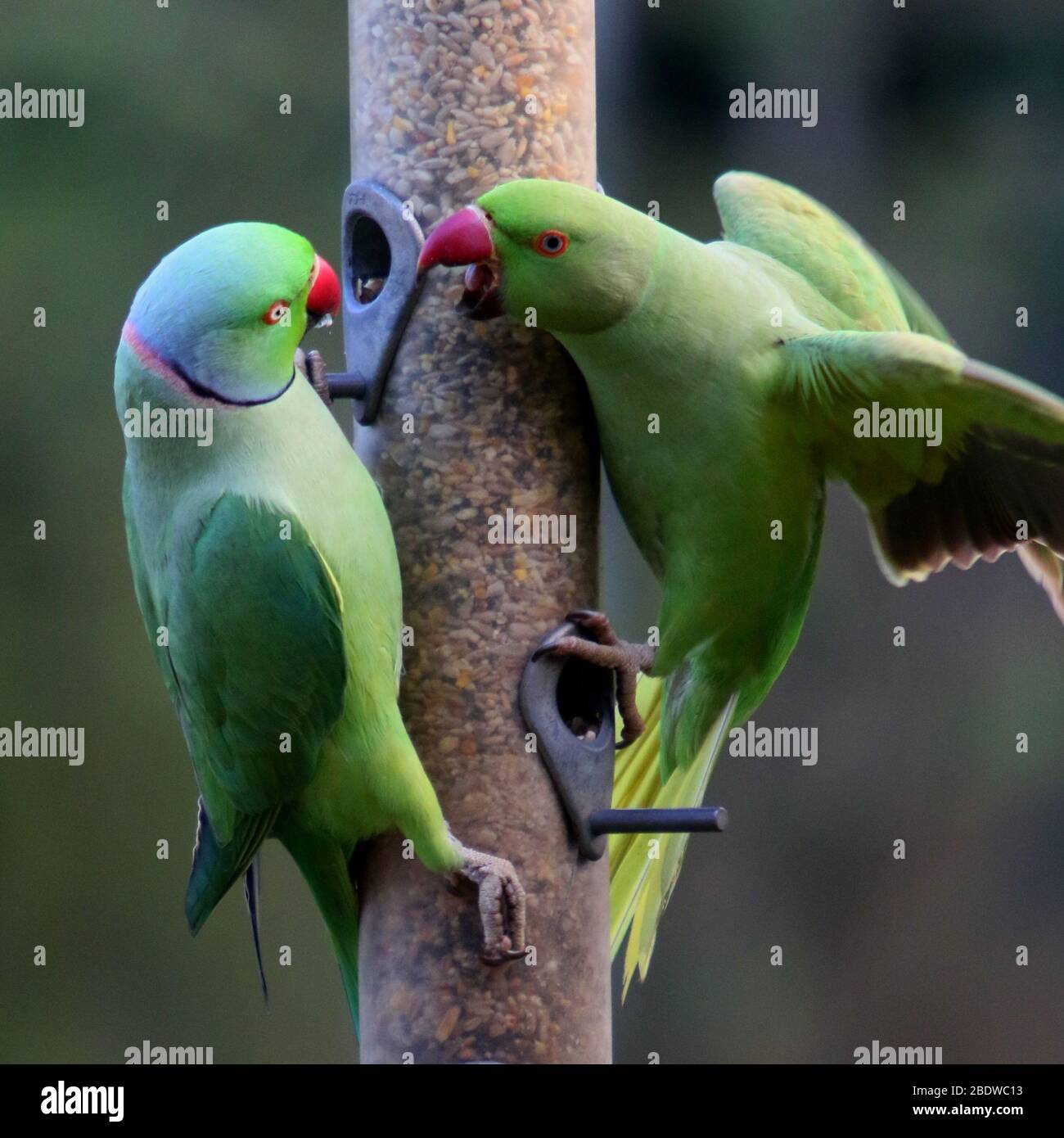 Rose ringed parakeets hi-res stock photography and images - Alamy