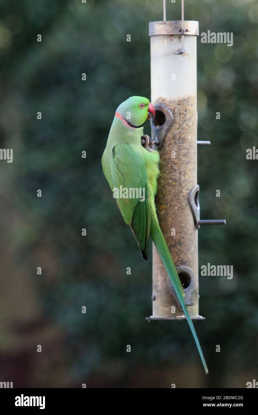 Rose ringed parakeets hi-res stock photography and images - Alamy