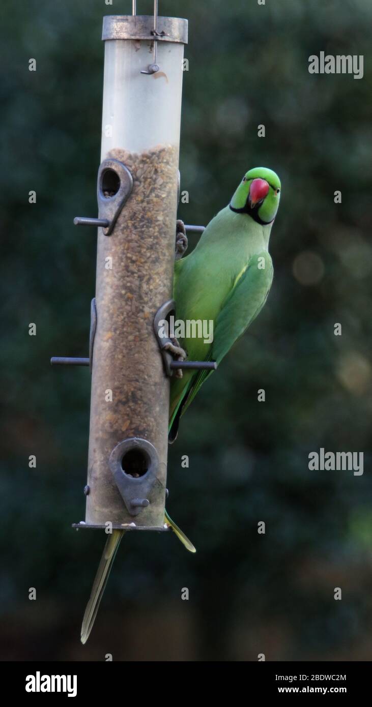 Rose ringed parakeets hi-res stock photography and images - Alamy
