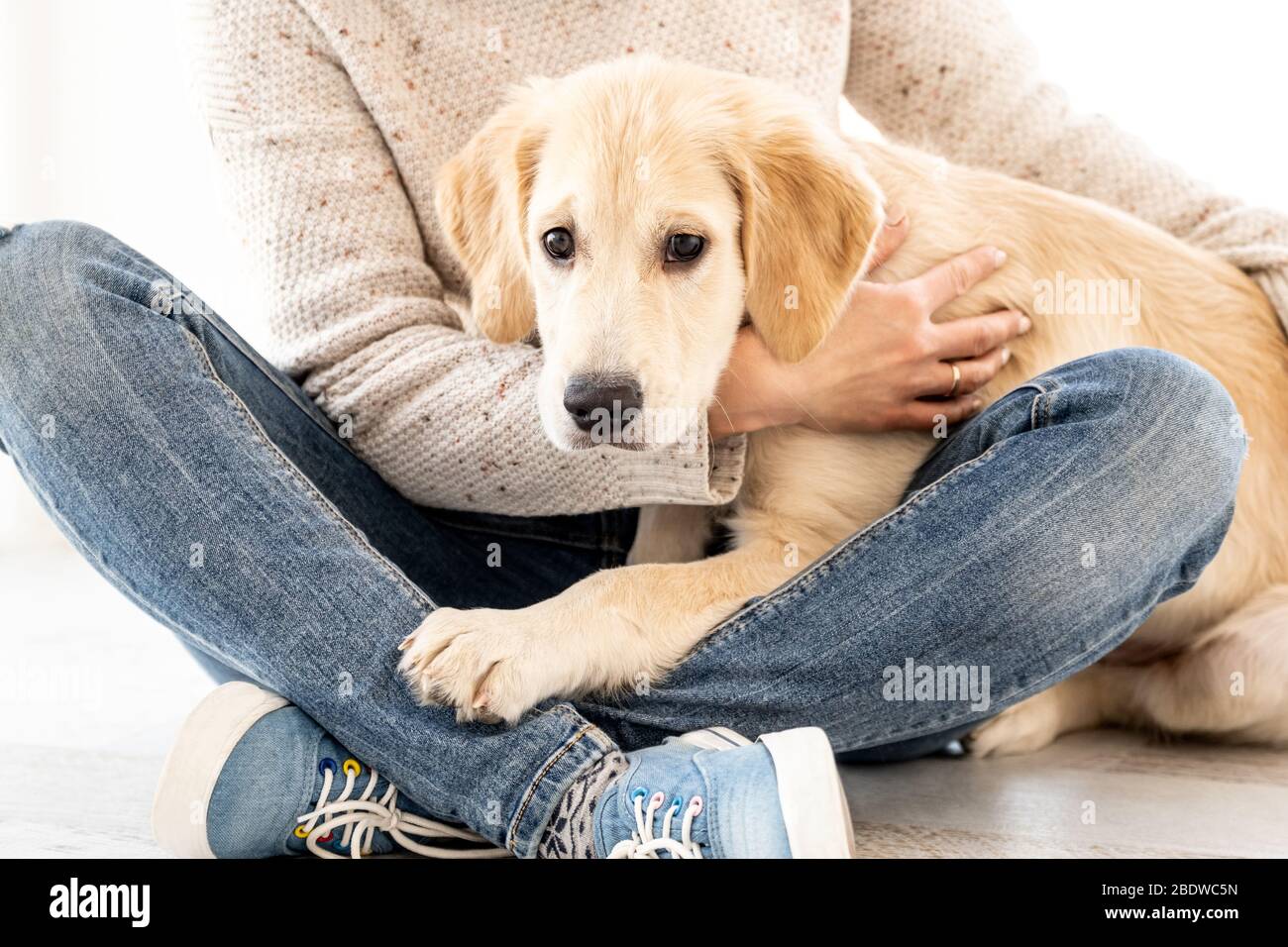 Cute female dog hi-res stock photography and images - Alamy