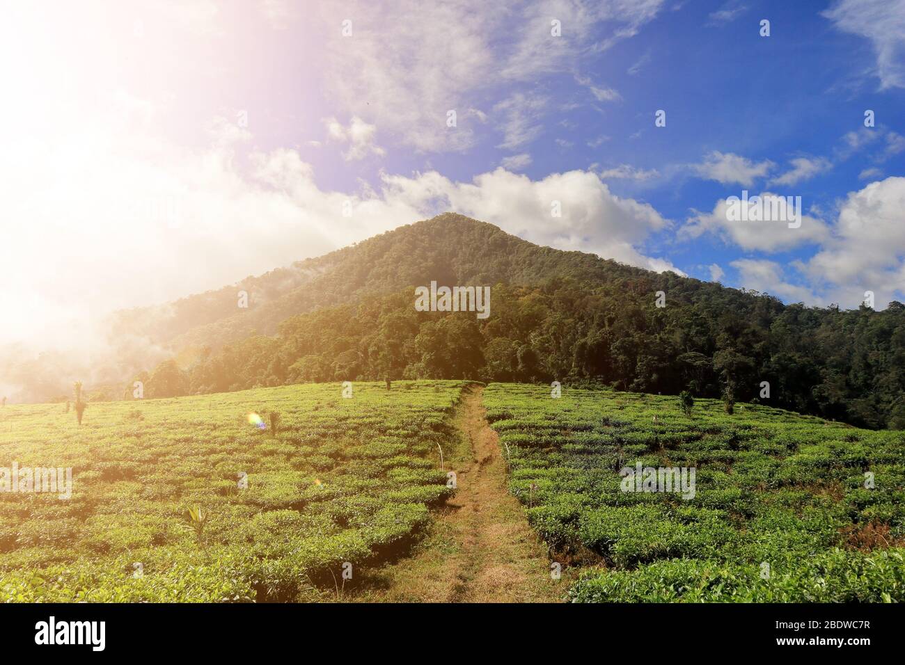 tea garden in the morning fresh, exposed to sunlight Stock Photo - Alamy