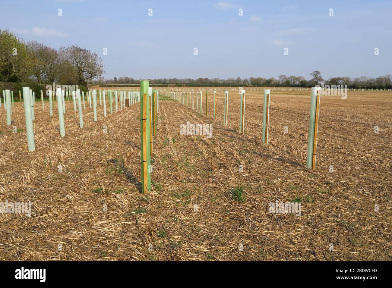 Rows of recently planted yoiung trees practice "social distancing" near ...