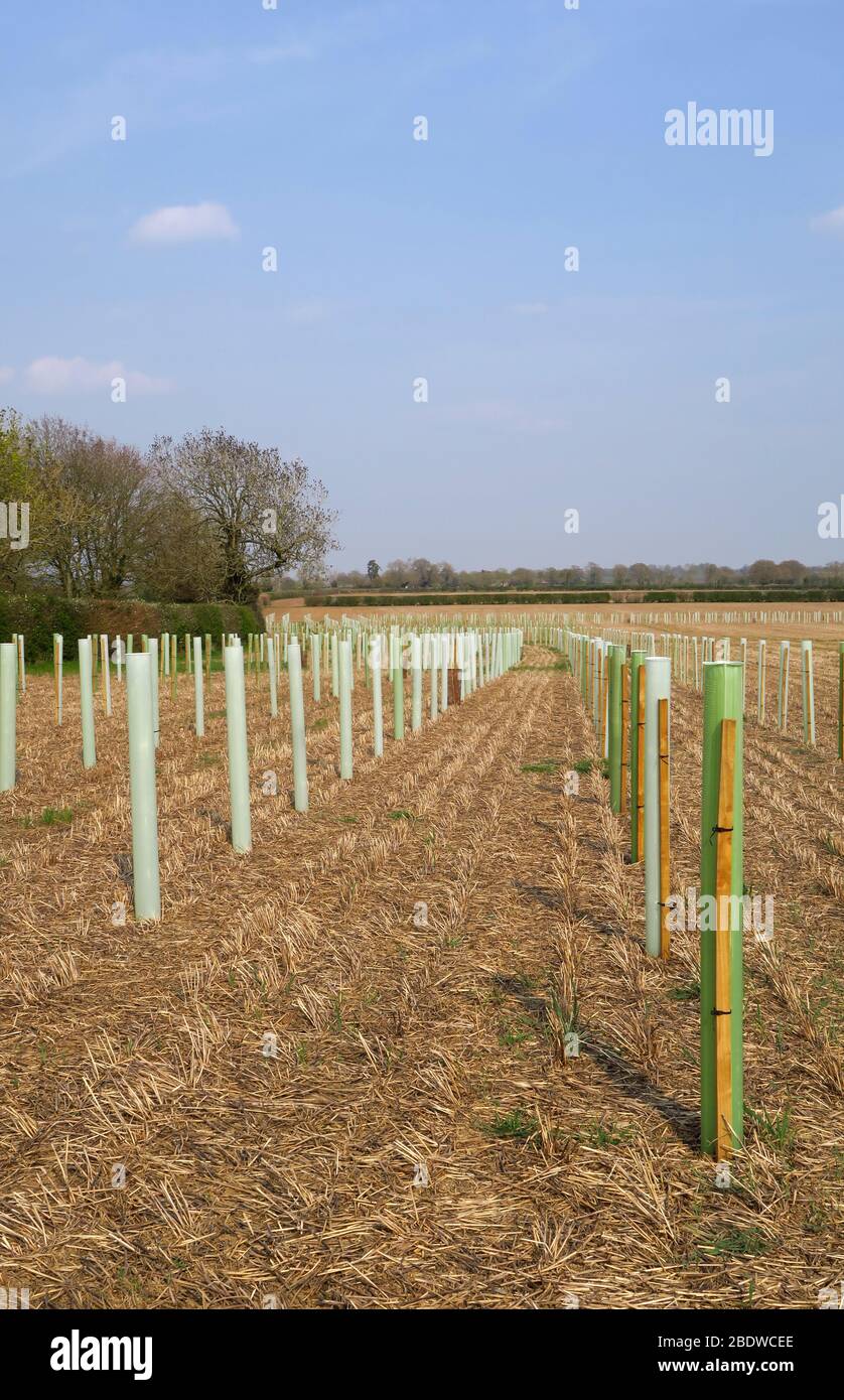 Yoiung trees hi-res stock photography and images - Alamy