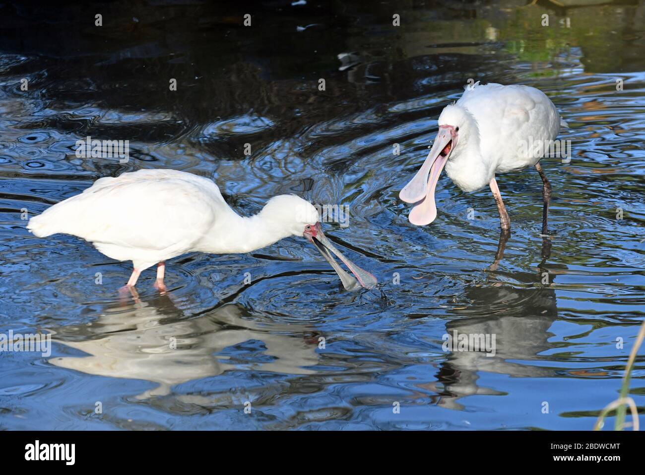 Pond birds uk hi-res stock photography and images - Alamy