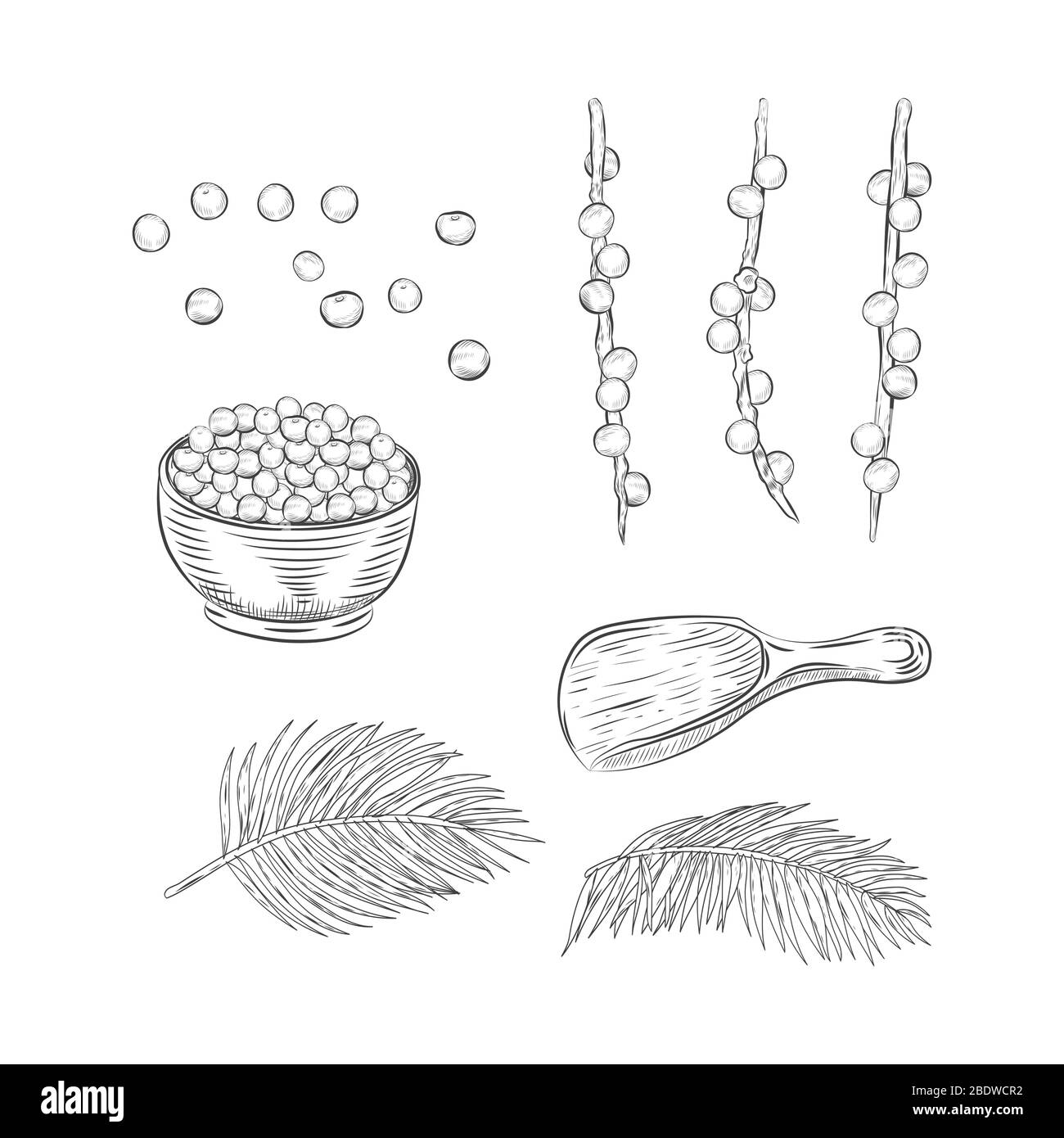 Acai fruit vector vectors Stock Vector Images - Alamy