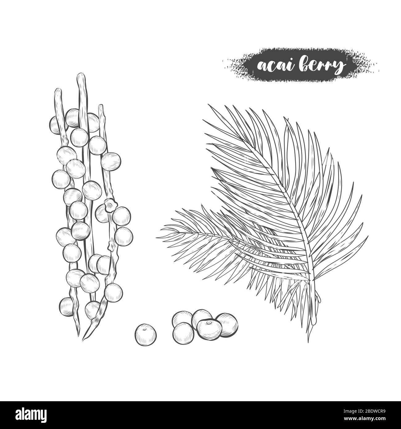 Acai fruit vector vectors Stock Vector Images - Alamy