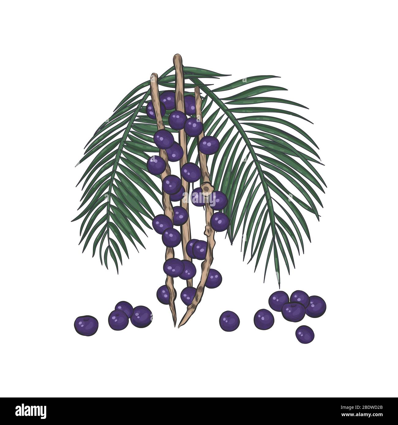 Acai berries close-up isolated on white background Stock Vector Image ...