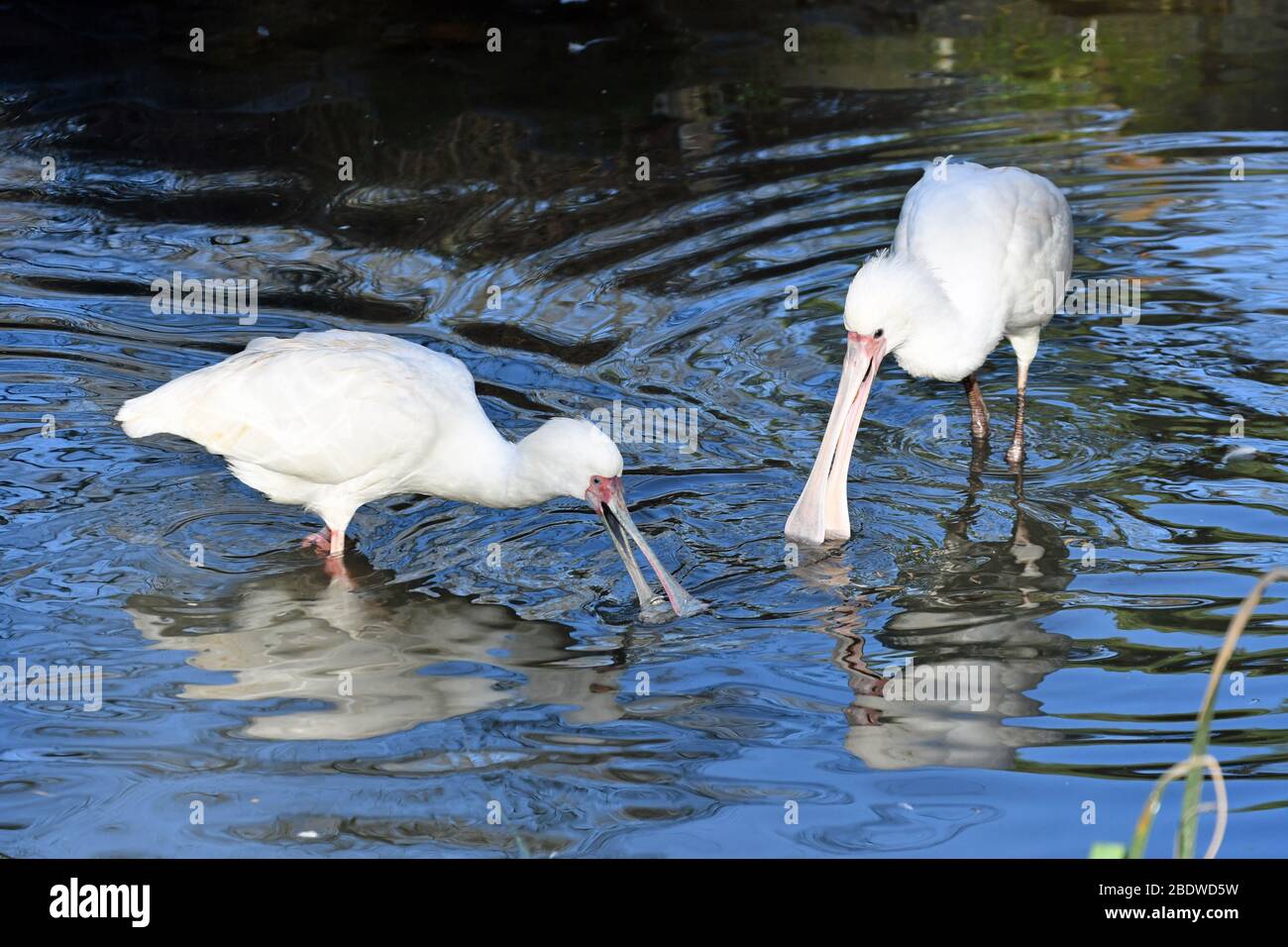 British wading birds hi-res stock photography and images - Alamy