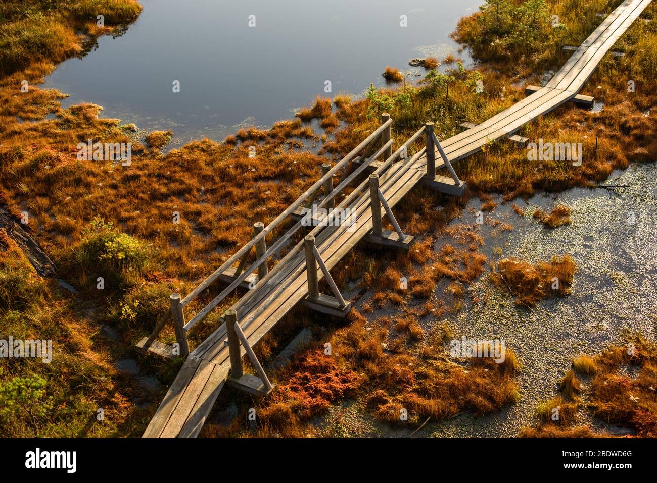 Great Kemeri Bog Boardwalk in Kemeri, Latvia Stock Photo - Alamy