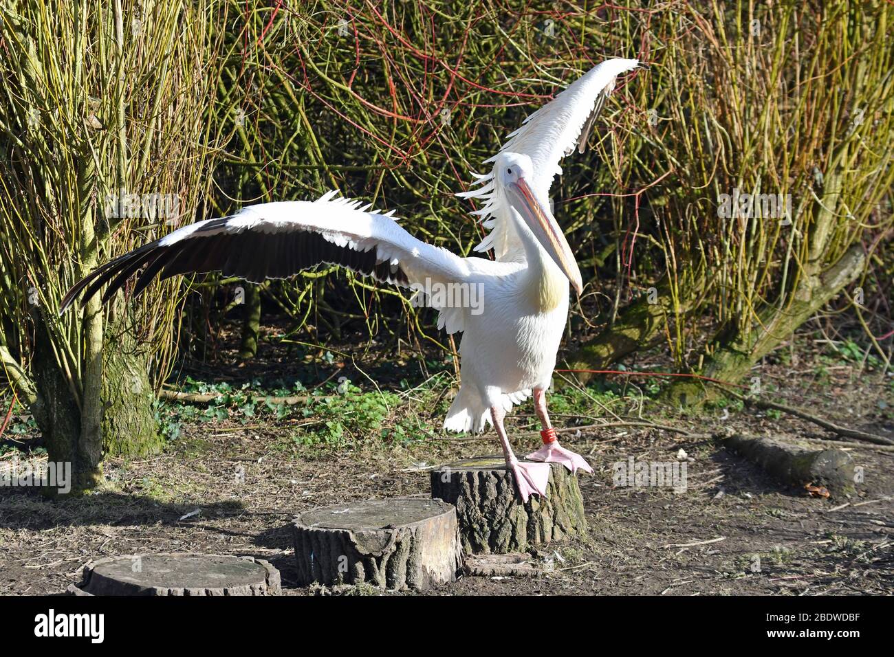 Pelican flapping its wings at Birdworld Surrey Stock Photo - Alamy