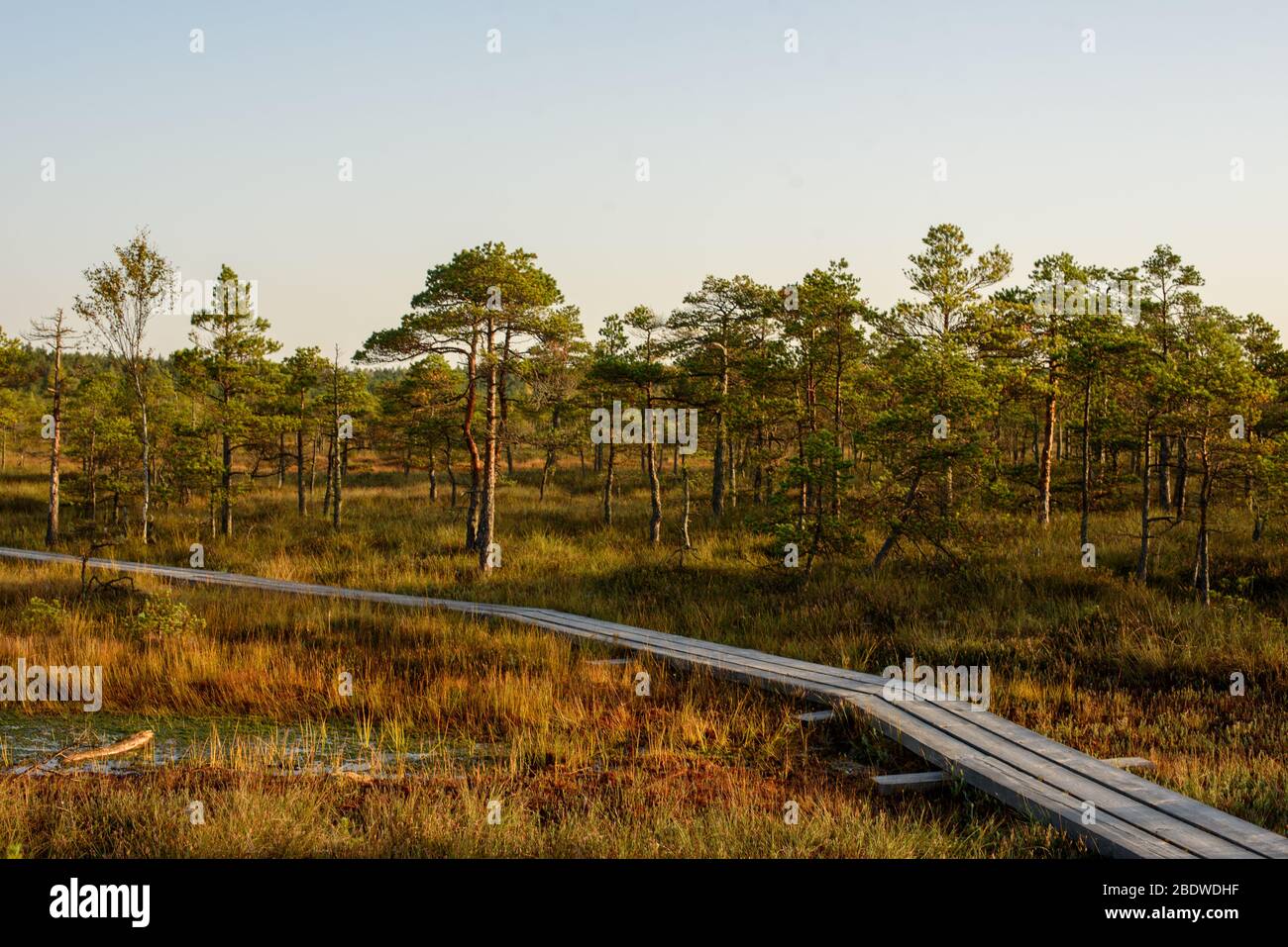 Great Kemeri Bog Boardwalk in Kemeri, Latvia Stock Photo - Alamy