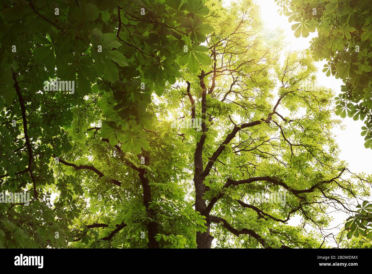 Tree trees plant sunlight hi-res stock photography and images - Alamy