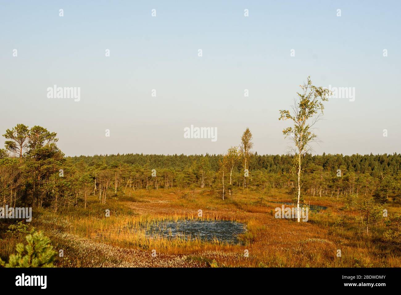 Great Kemeri Bog Boardwalk in Kemeri, Latvia Stock Photo - Alamy