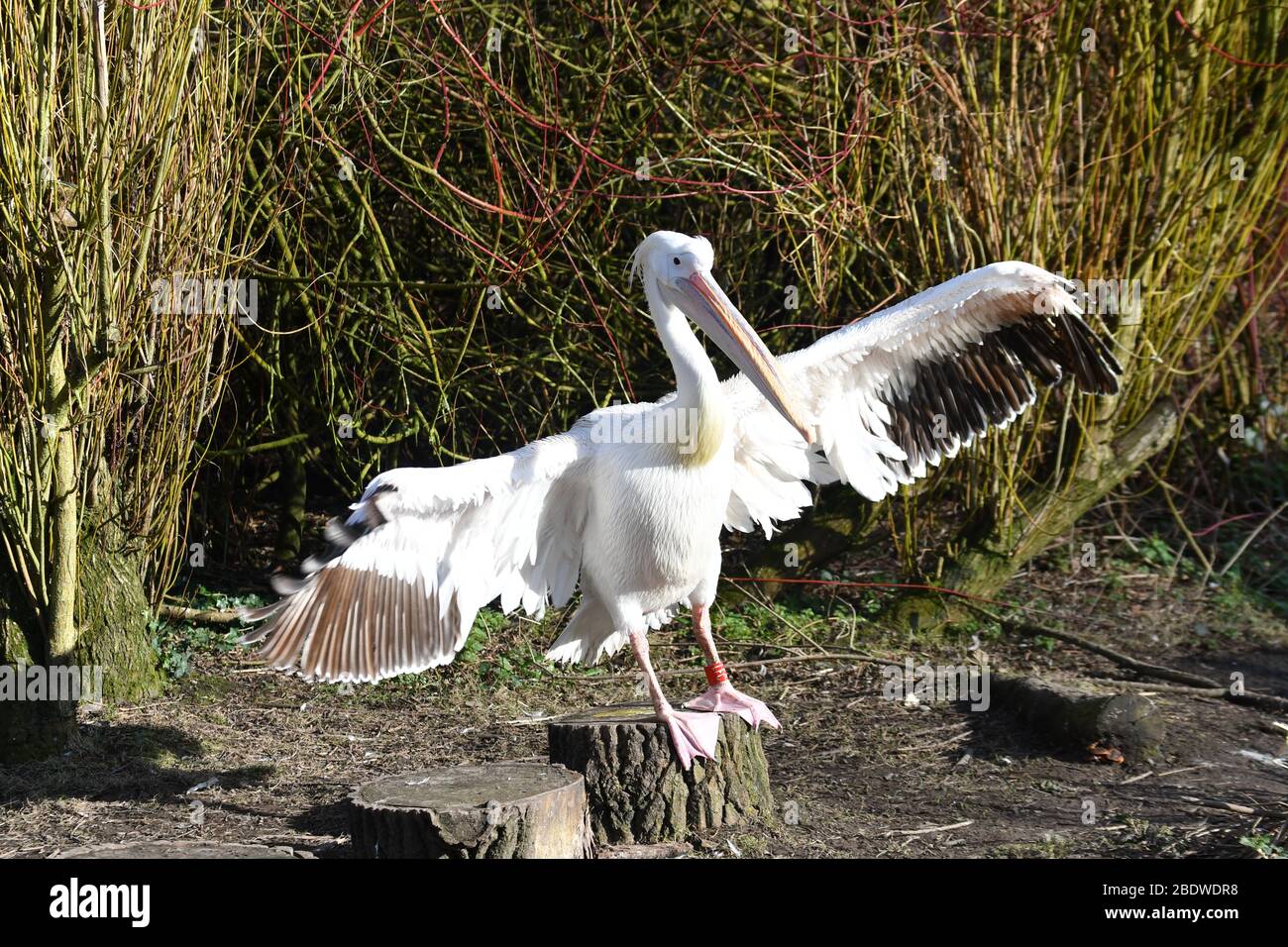 Pelican flapping its wings at Birdworld Surrey Stock Photo - Alamy