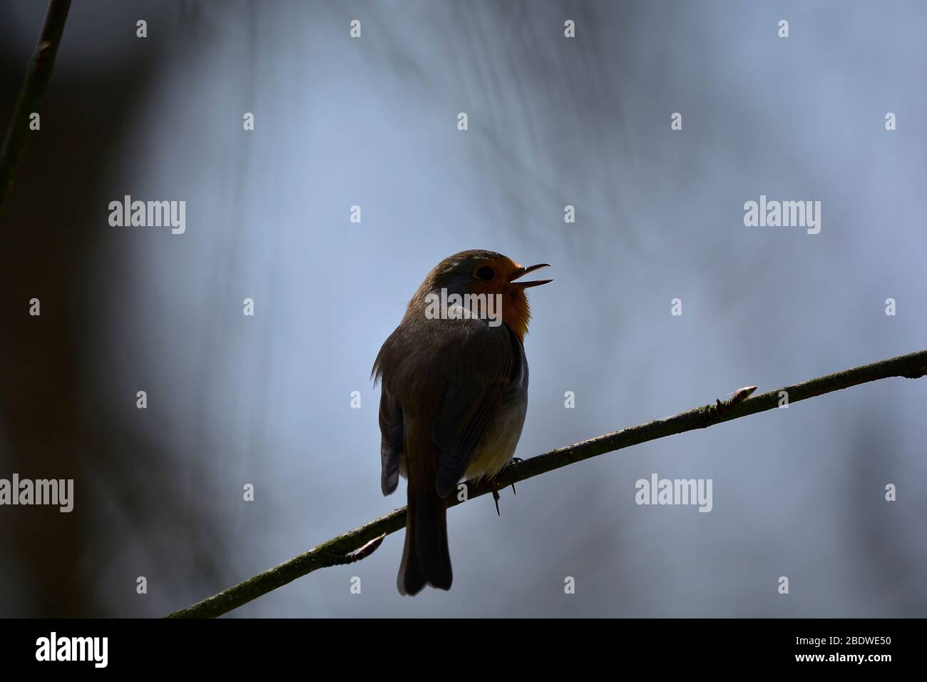 Birds songbird hi-res stock photography and images - Alamy