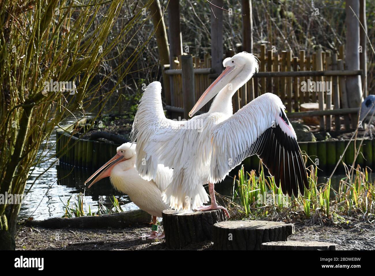 Pelicans, with one flapping its wings at Birdworld Surrey, UK Stock ...