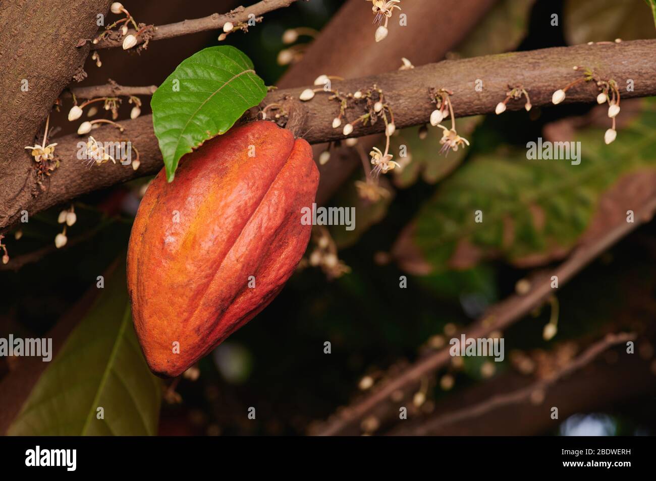 Orange color cacao pod macro close up view Stock Photo - Alamy