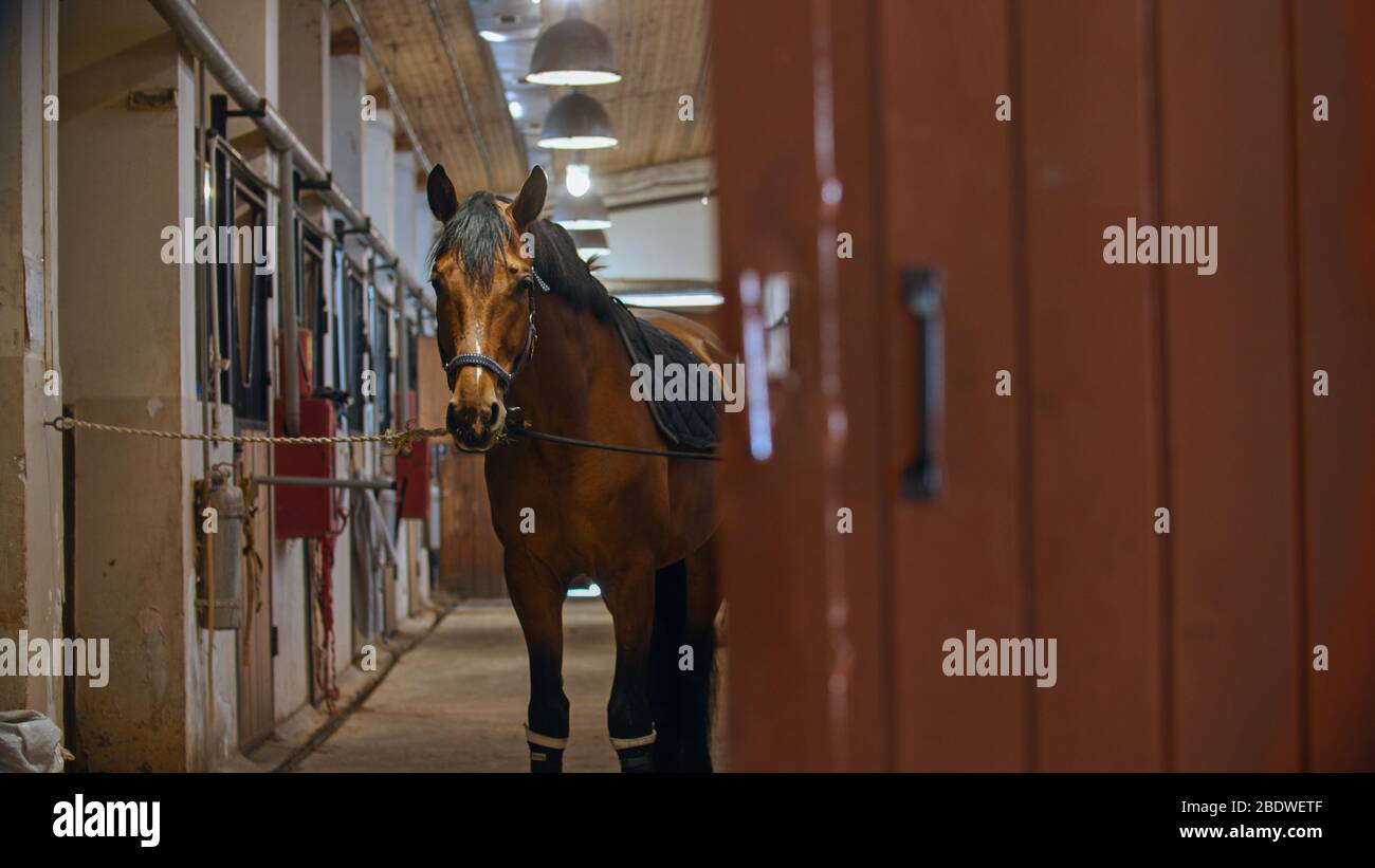 A horse in leather reins standing in a stable - indoor Stock Photo - Alamy