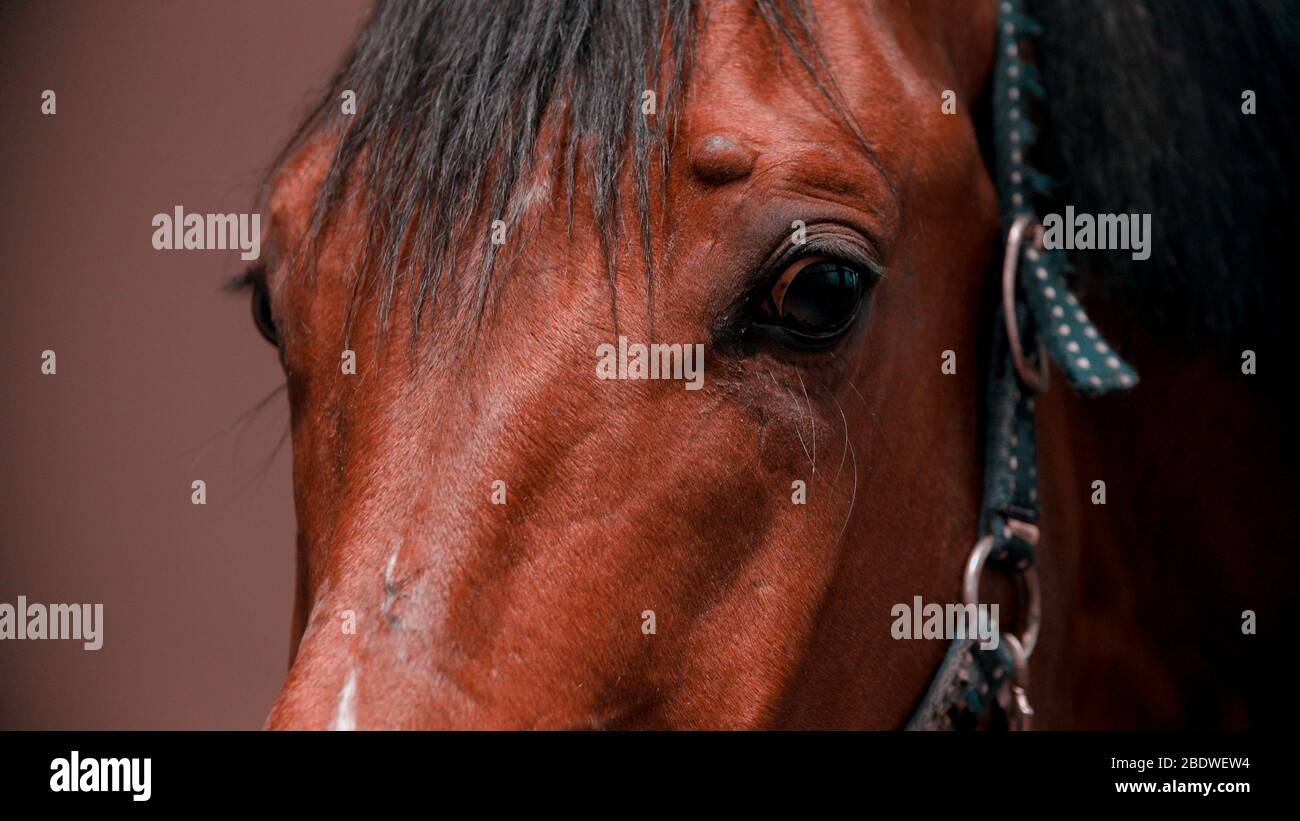Brown horse face in leather reins indoors. Portrait Stock Photo - Alamy