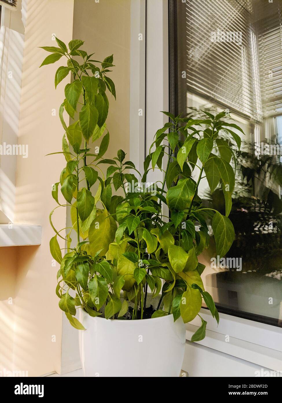 Chili Pepper Seedlings High Resolution Stock Photography and Images - Alamy